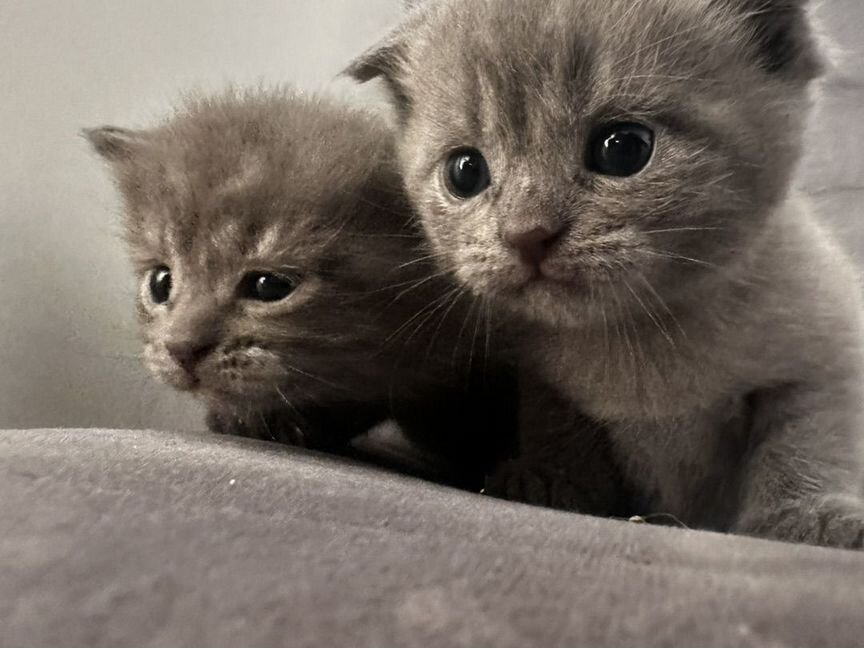 Британская короткошерстная