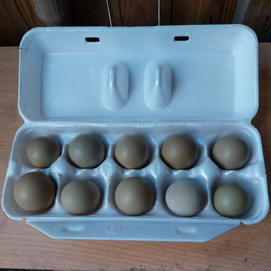 Инкубационное яйцо фазана