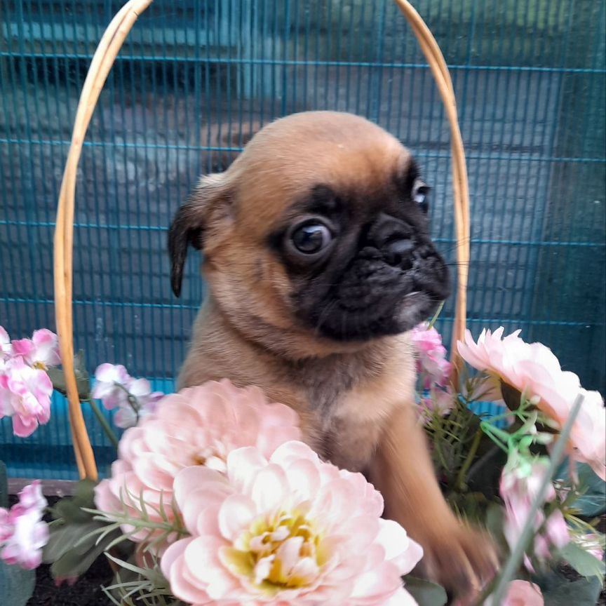 Брабансоночка девочка