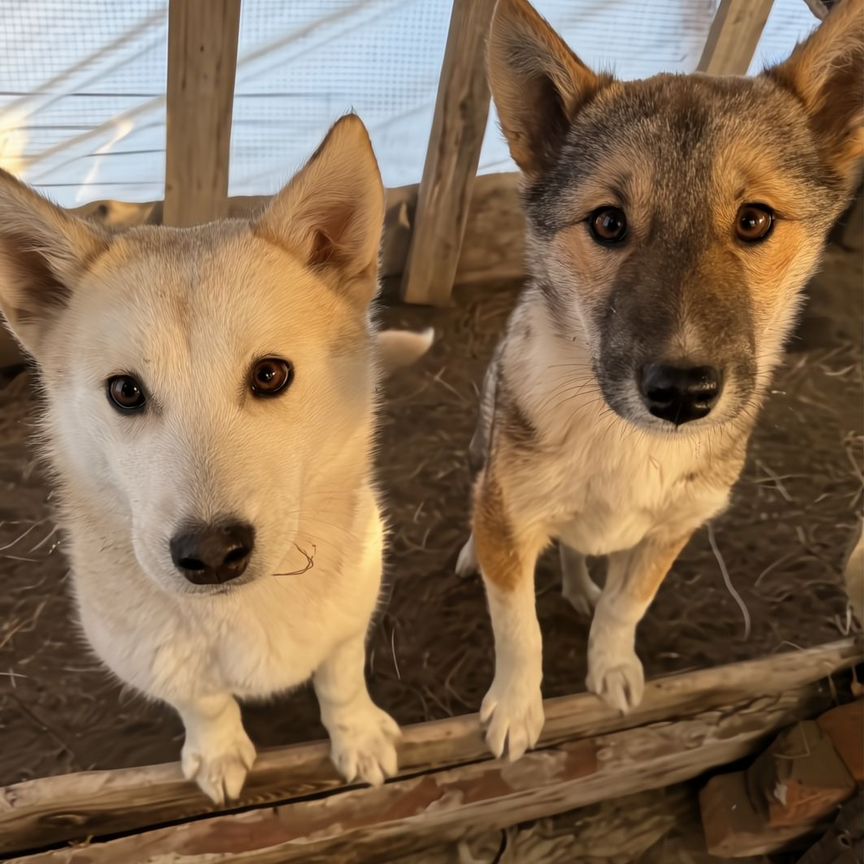 Щенок в добрые руки