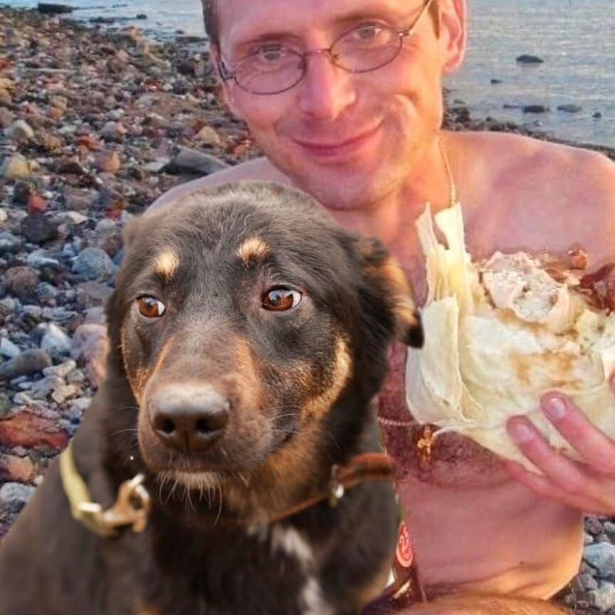Взрослый пёс в добрые руки