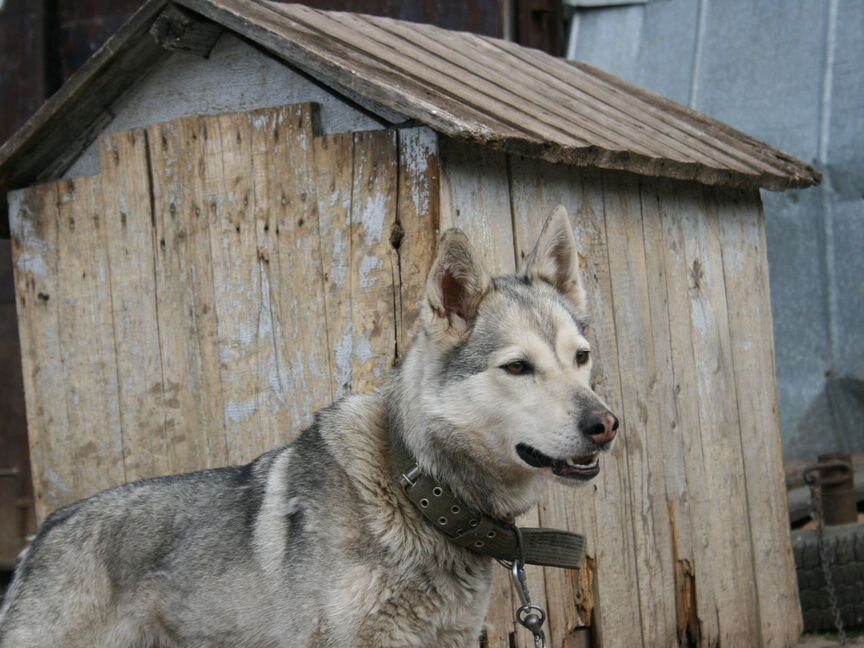 Хася ищет дом