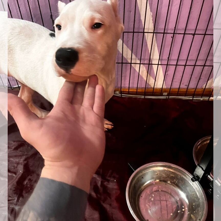 Щенок аргентинского дога