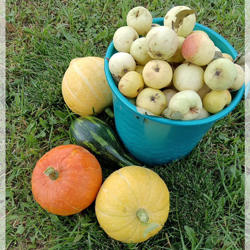 Яблоки тыквы на корм животным