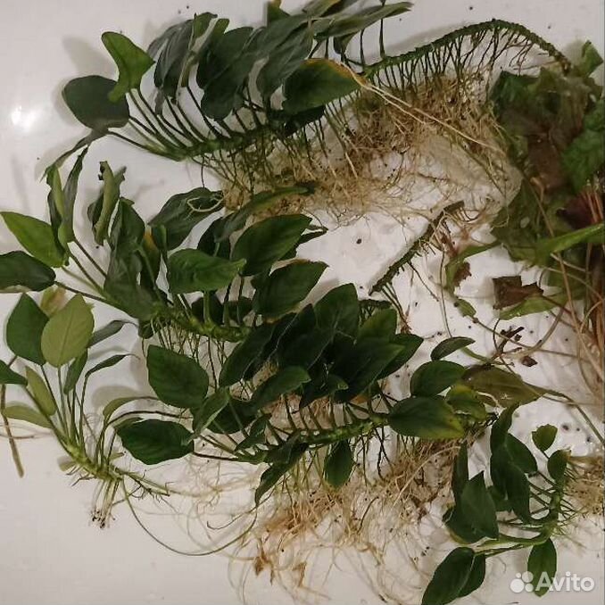 Анубиасы, валиснерия, криптокорина