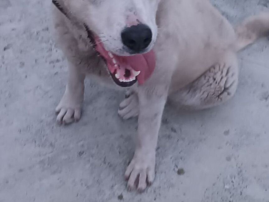 Кавказский волкодав