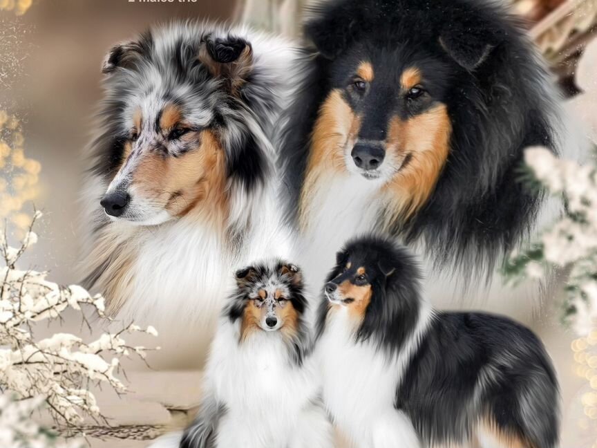 Колли щенки
