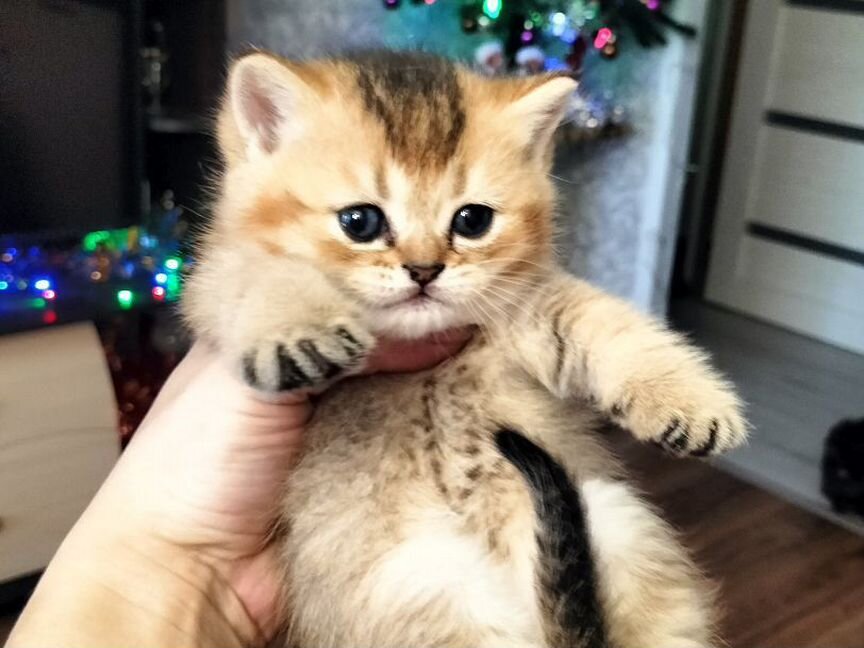 Шотландские золотые шиншиллы котята