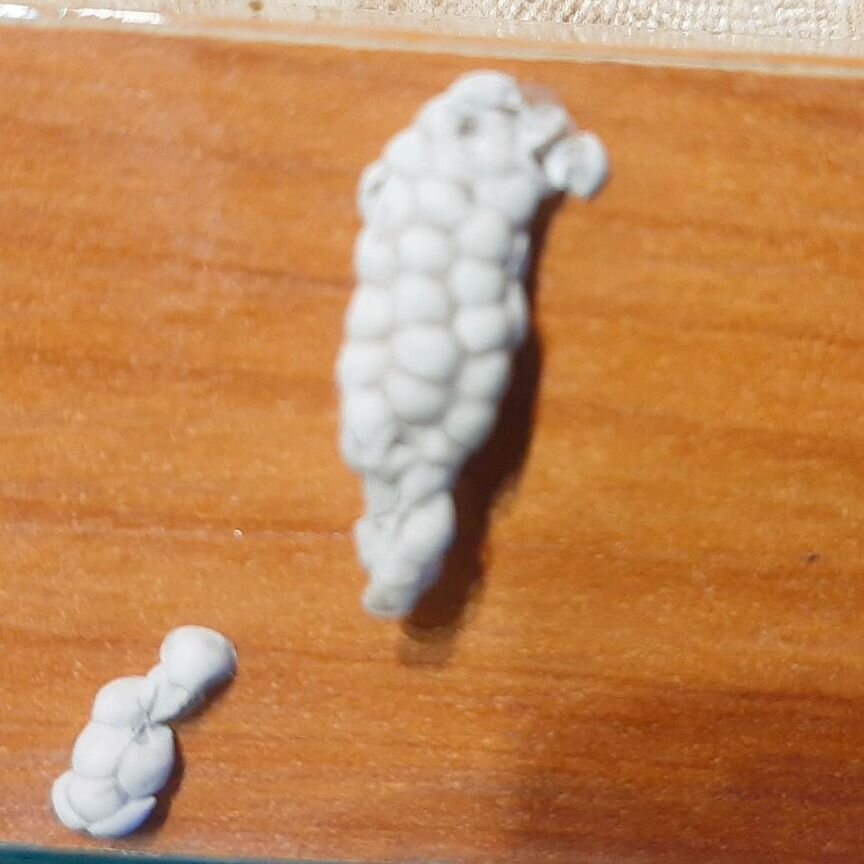 Кладки улитки желтая ампулярия