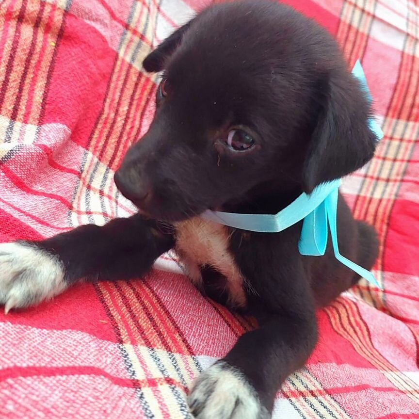 Крохотный щенок Блэк в дар