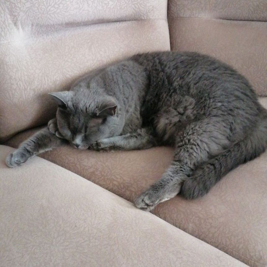 Британская короткошёрстная кошка, взрослая