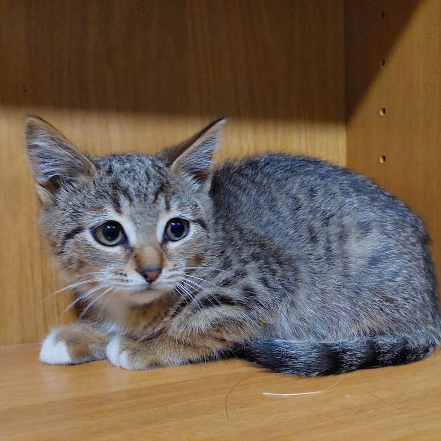 Котенок девочка Мира 2 месяца