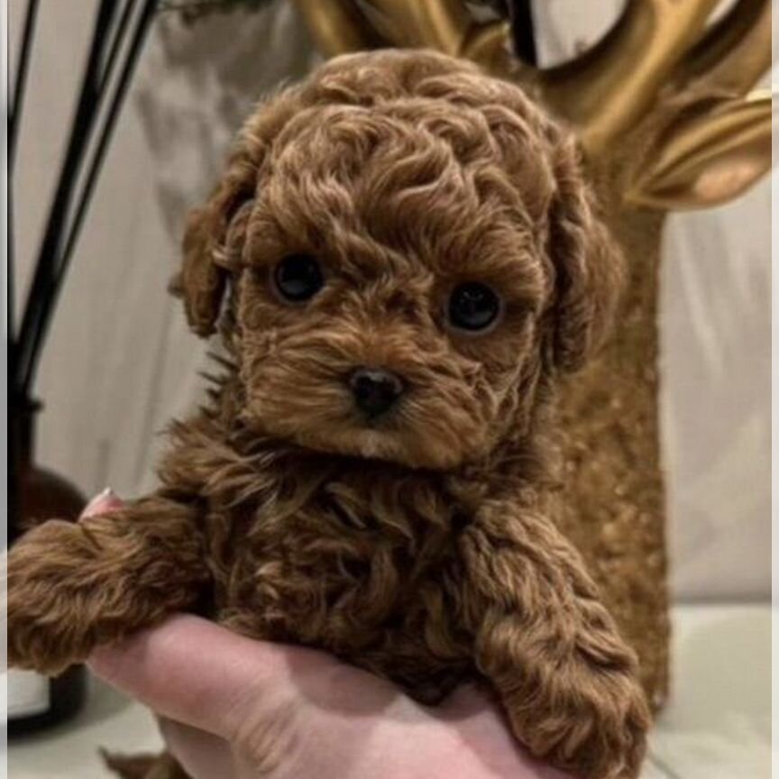 Той-пудель, щенок