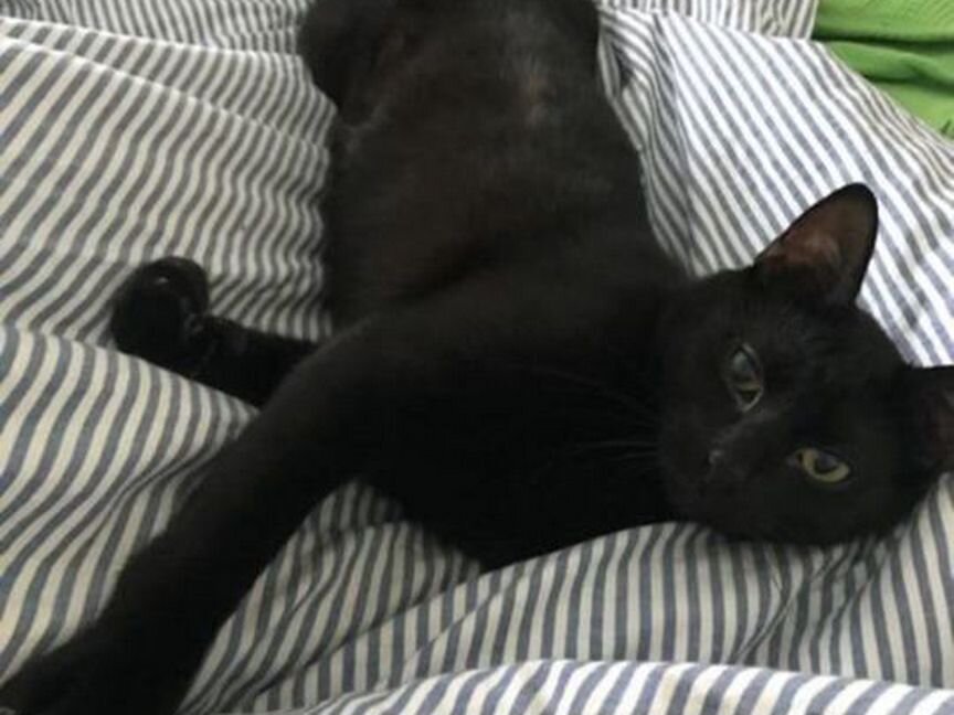 Котик пантер