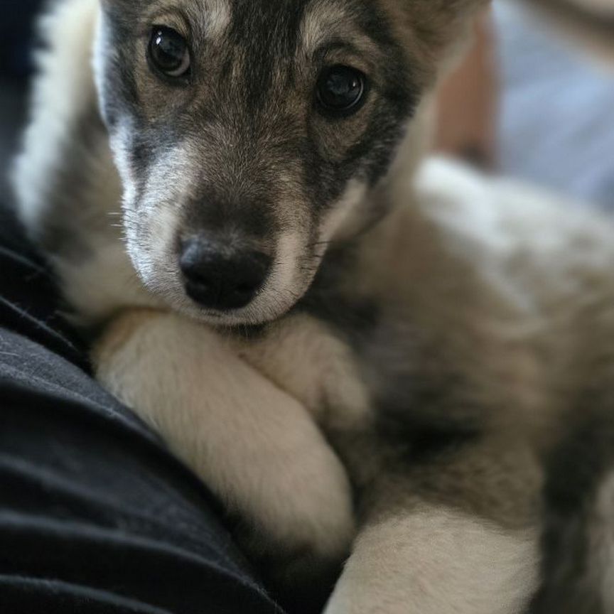 Чехословатский волчак