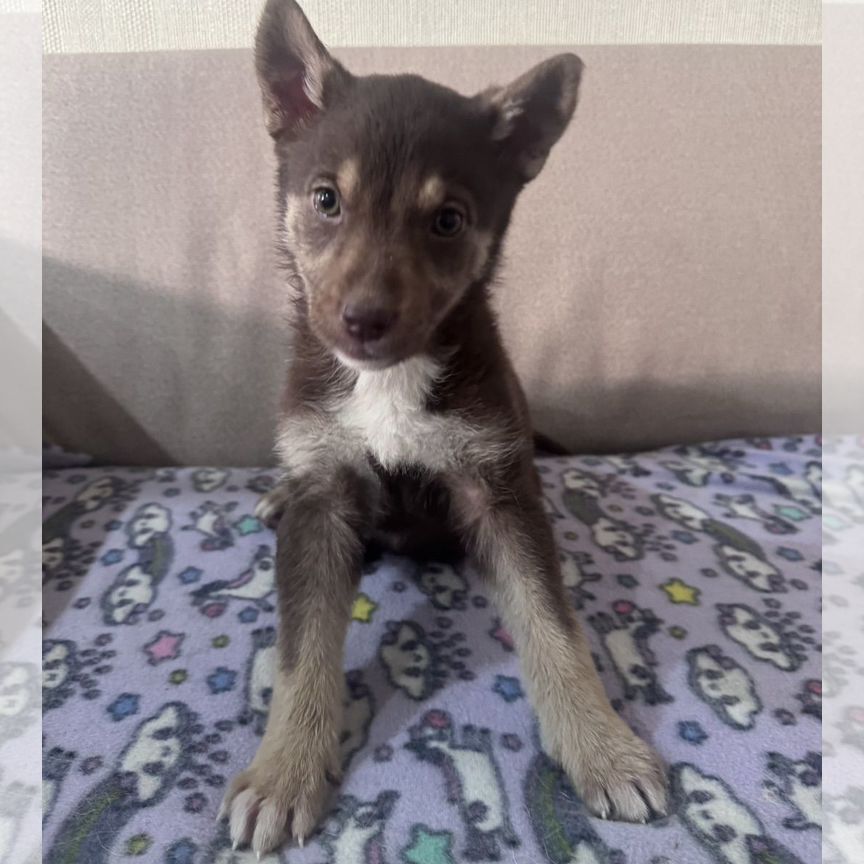 Щенок в добрые руки