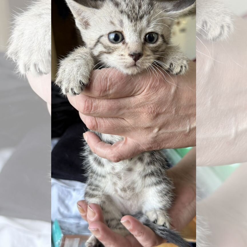 Котёнок в добрые руки