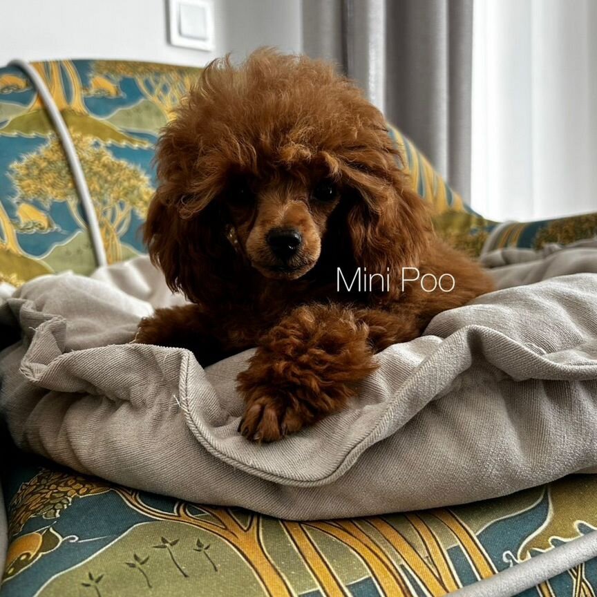 Той-пудель, щенок