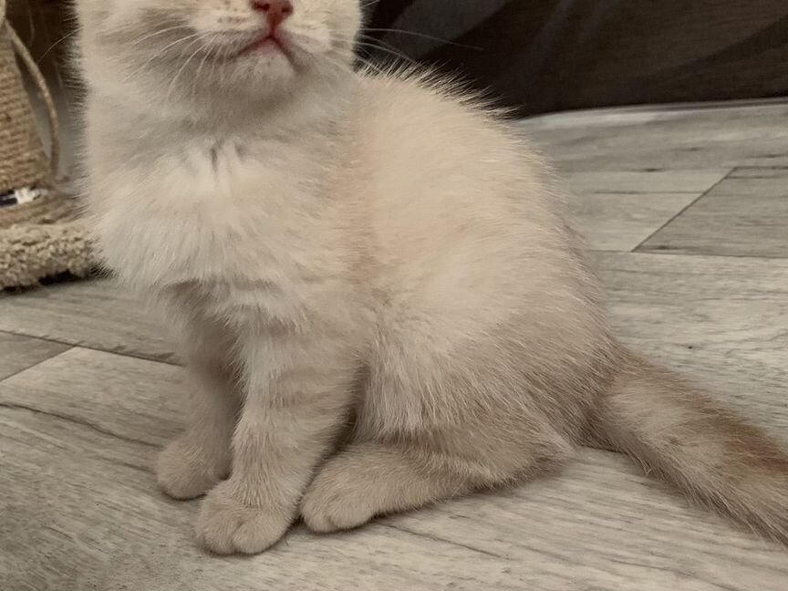 Кошечка в добрые руки