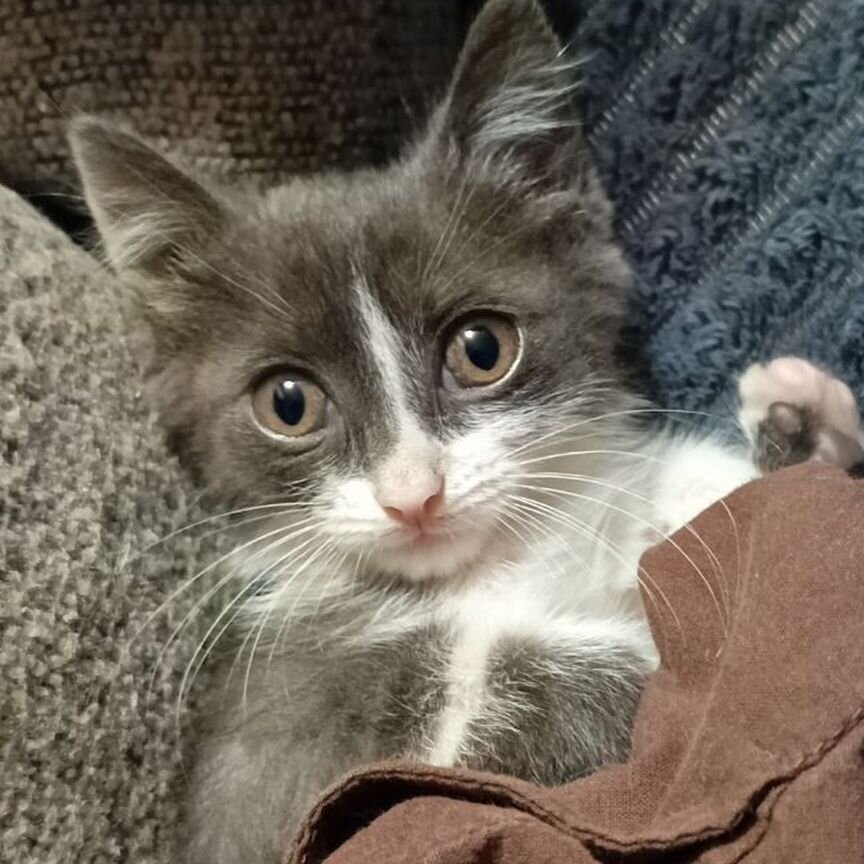 Котёнок в добрые руки