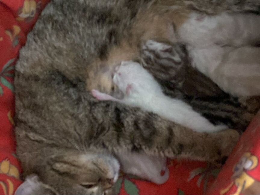 Котята красивые породистые
