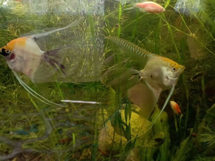 Нерестовая пара Скалярий