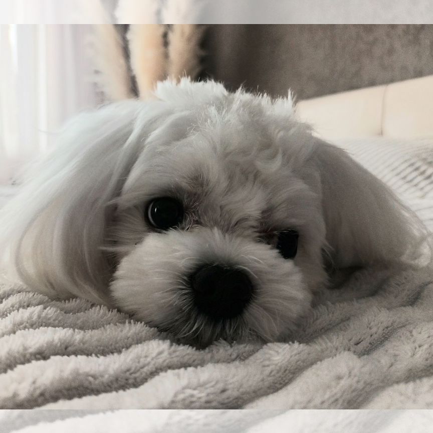 Мальтийская болонка мальчик