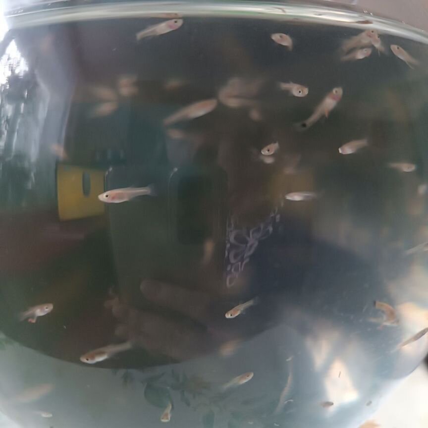 Мальки гуппи