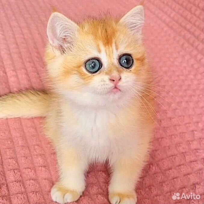 Бриташки очаровашки