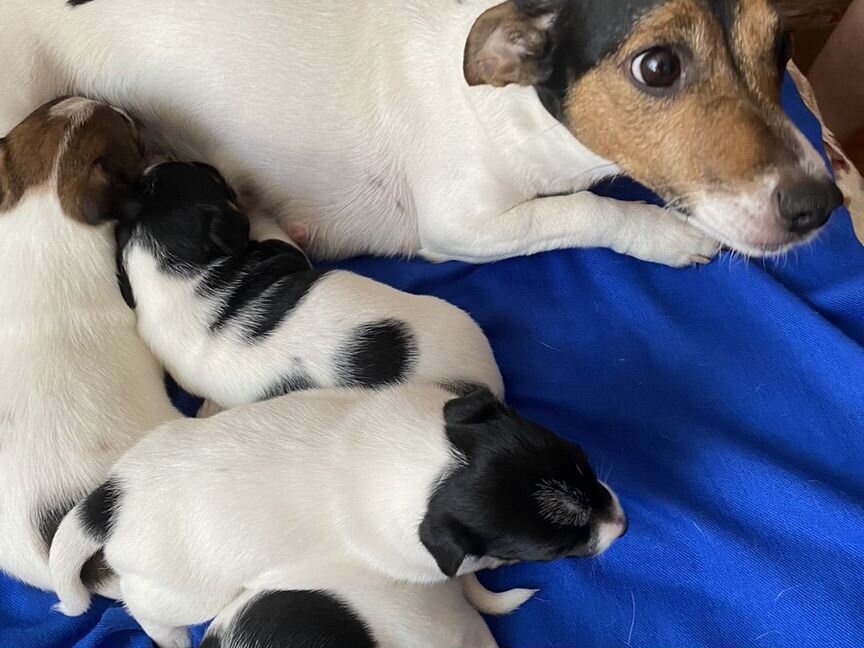 Щенки джек Рассел терьер