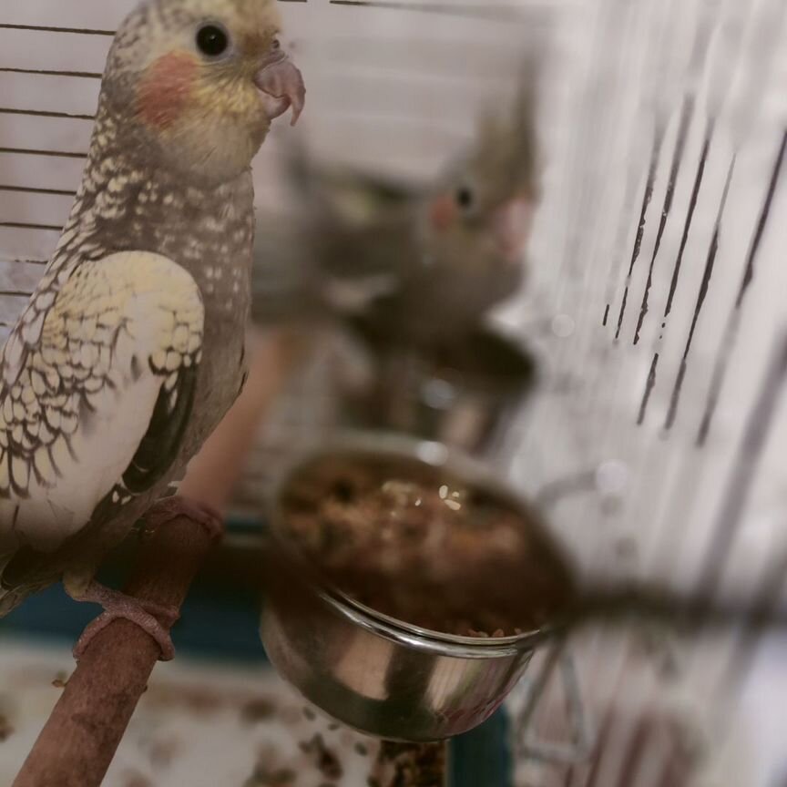 Попугай Корелла