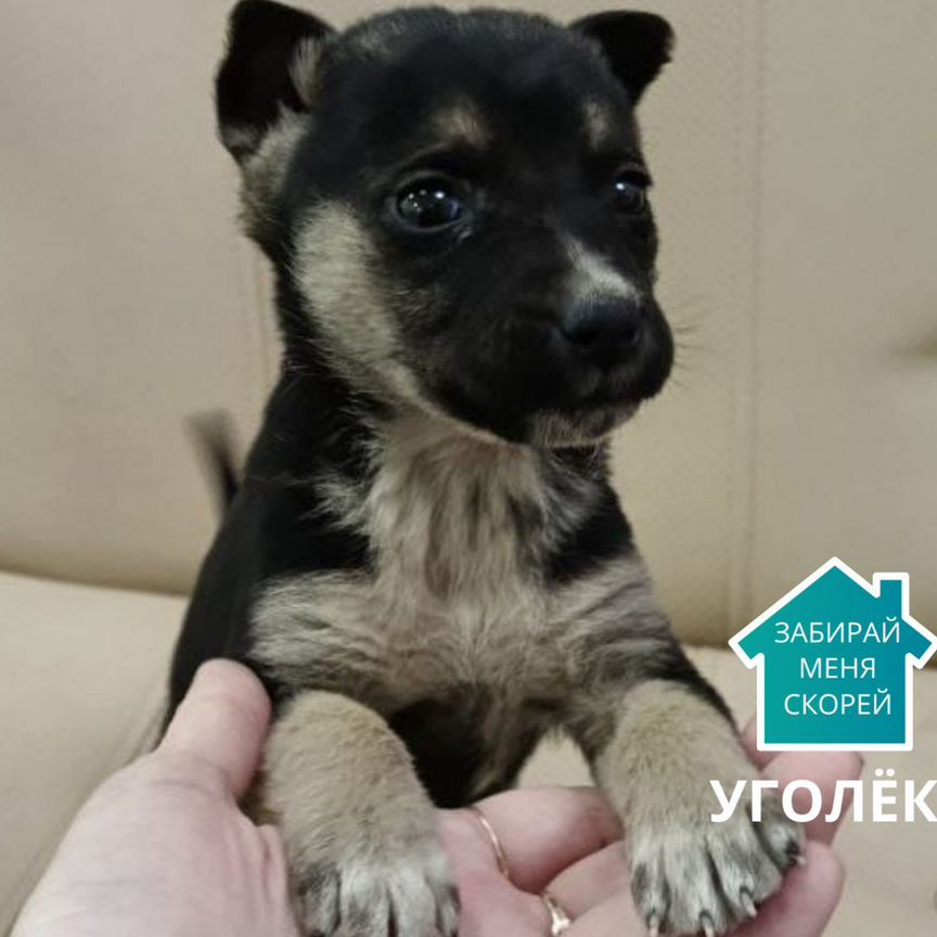 Щенок в добрые руки