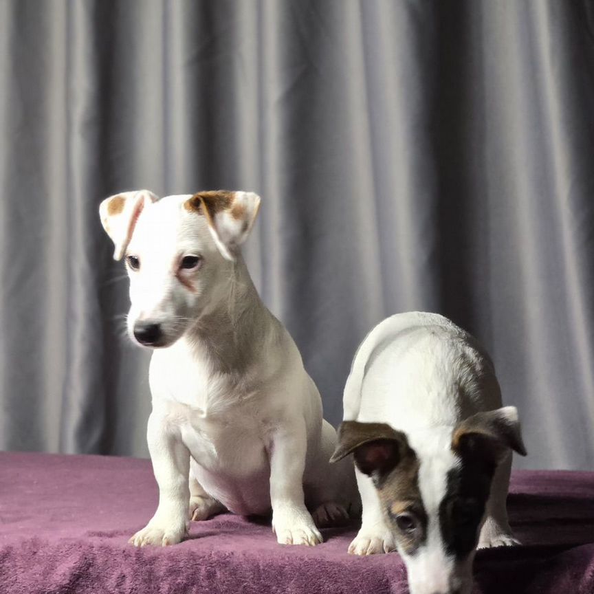 Джек-рассел-терьер, щенок