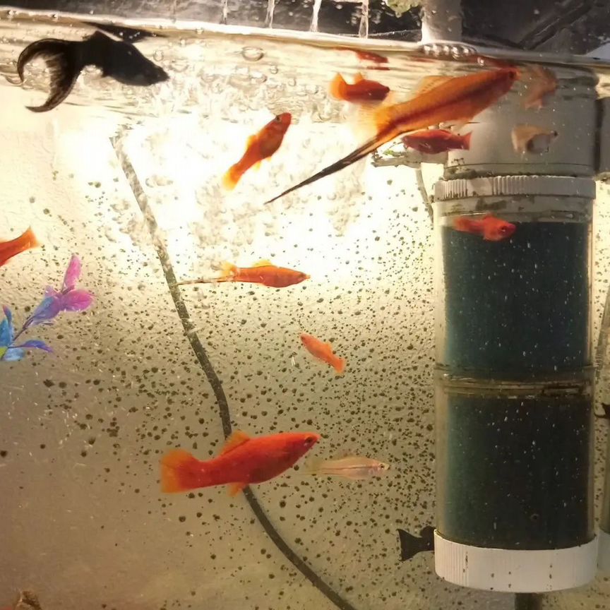 Аквариумные рыбки меченосцы