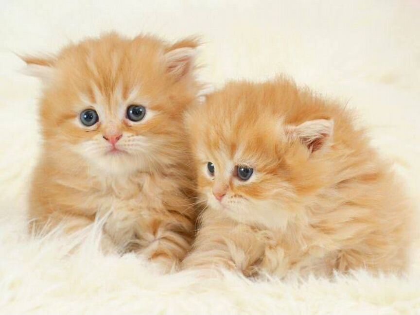 Сибирские котята