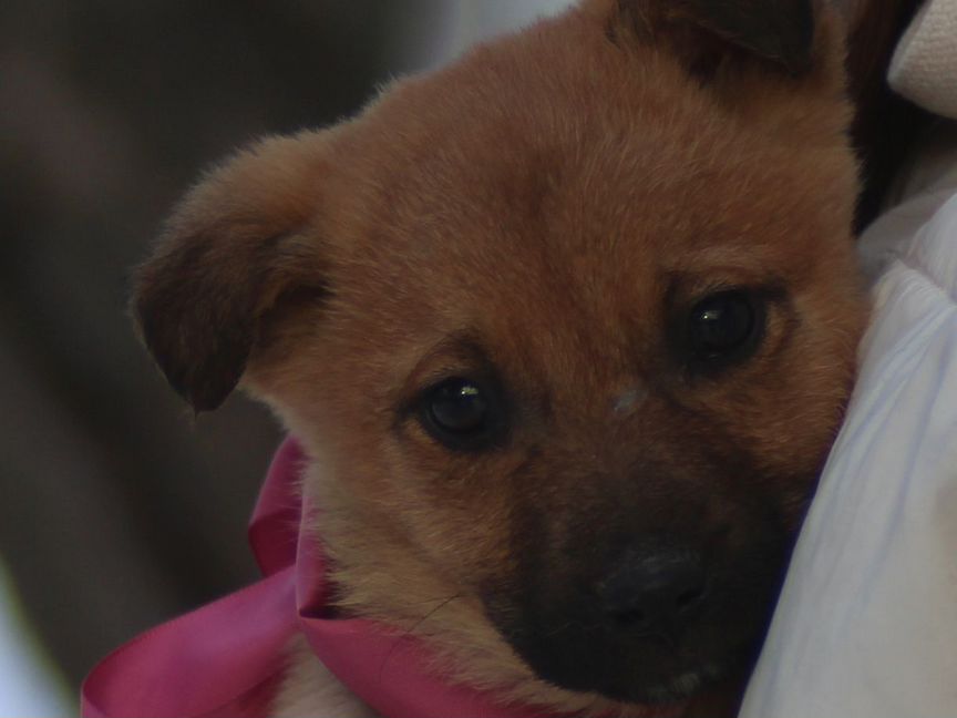 Щенок хорошему человеку