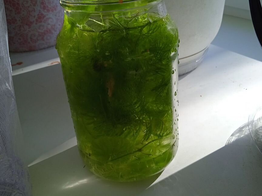 Водоросли для аквариума. Отдам