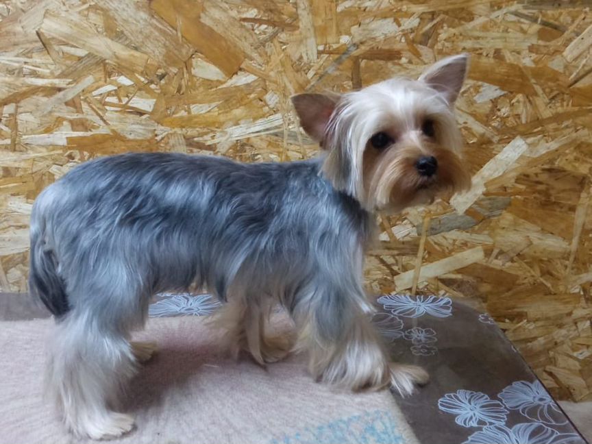 Йоркширский терьер мини