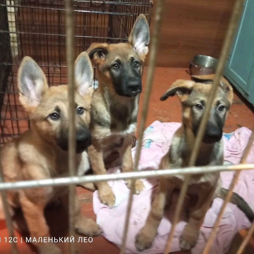 Щенки в дом и в квартиру