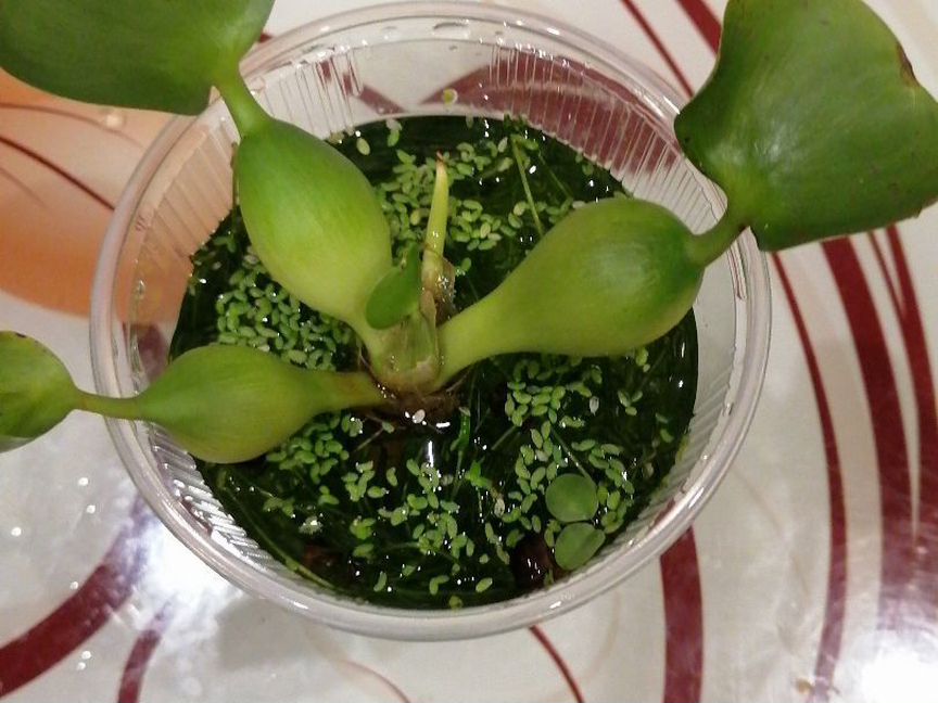 Аквариумные растения