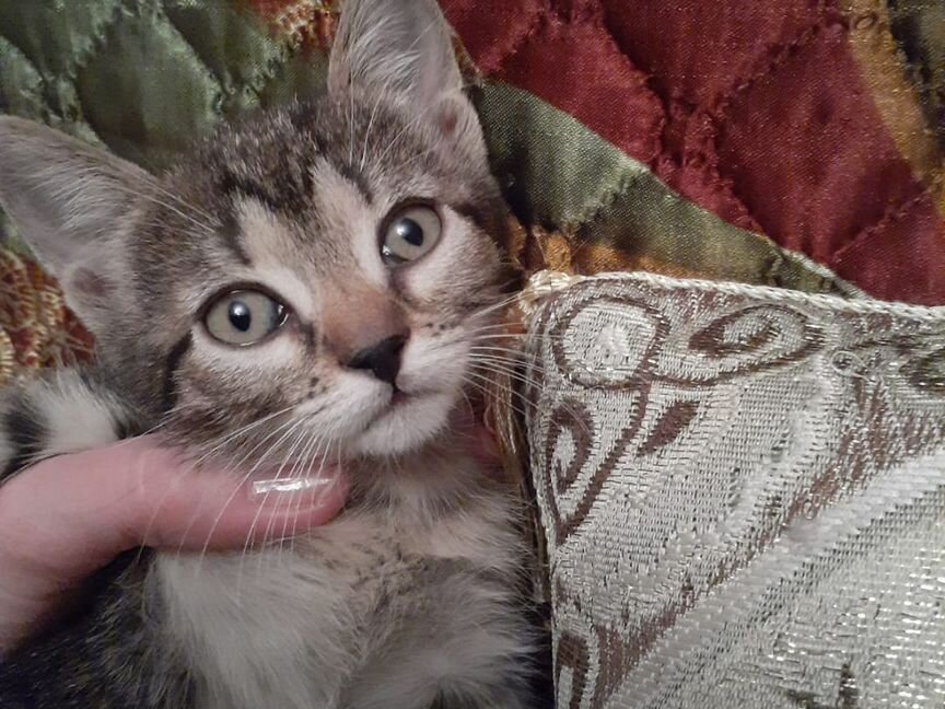 Котенок Маша ищет дом