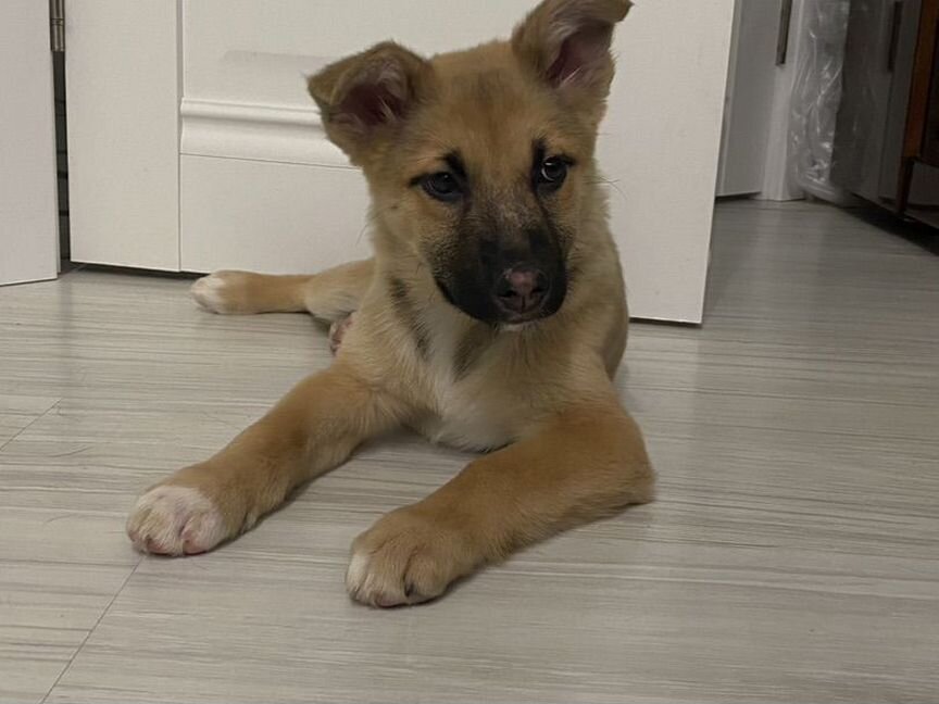 Собачка метис