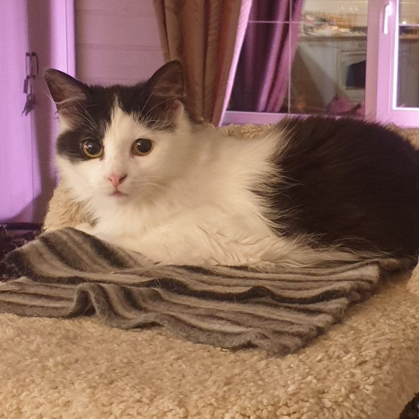 Взрослый кот в добрые руки