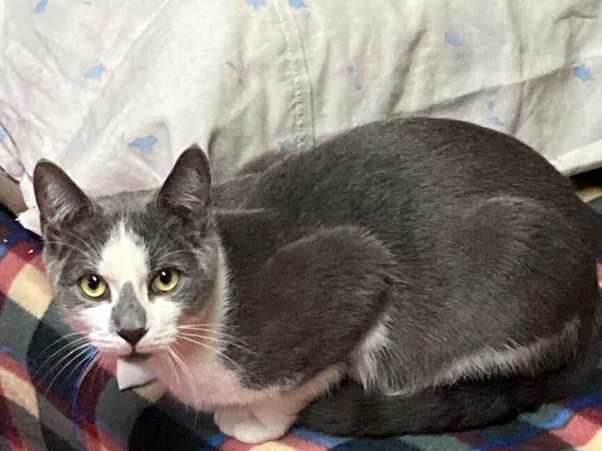 Везучий котик ищет дом