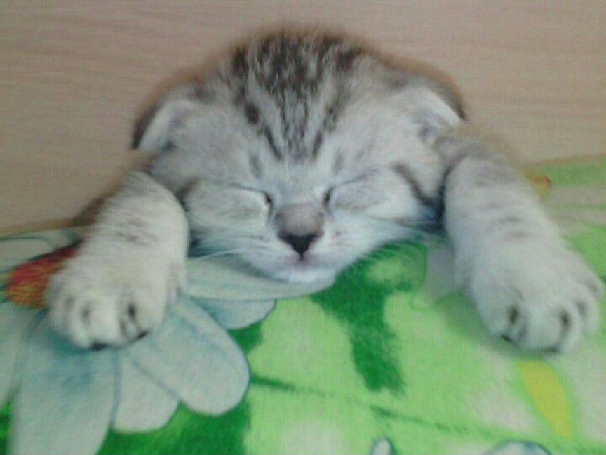 Шотландские котята