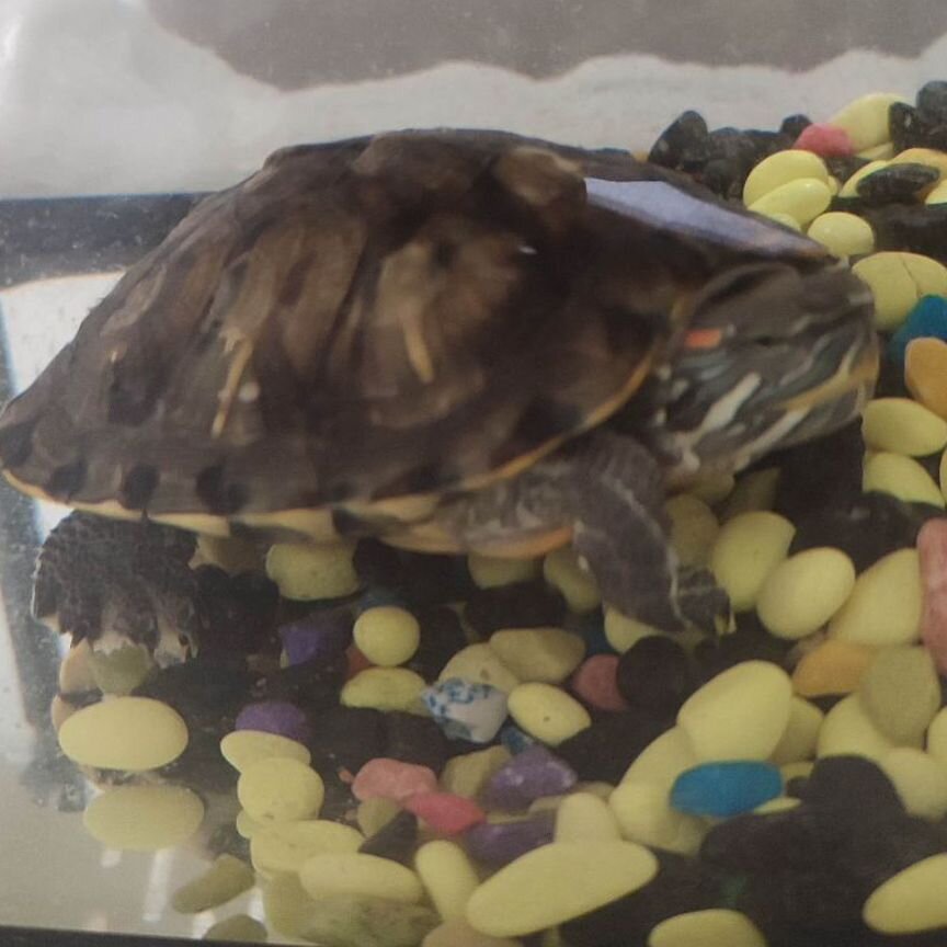 Красноухая черепаха 2 штуки