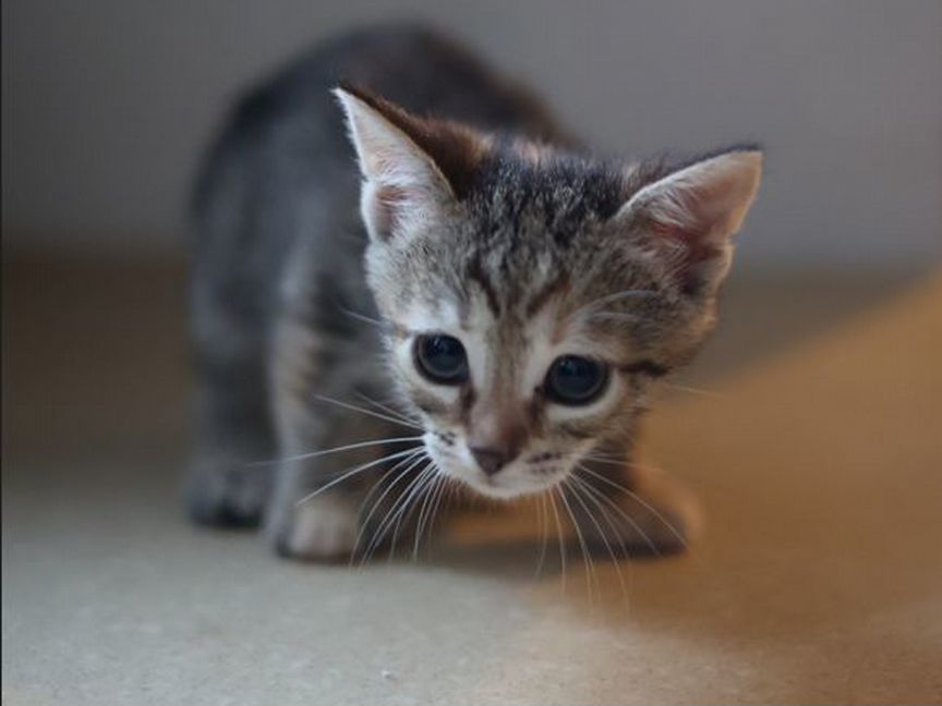 Котёнок малютка