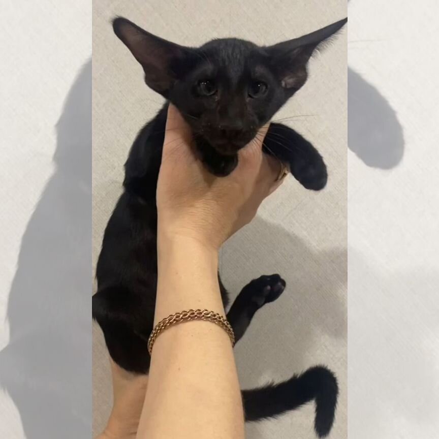 Ориентальные котята