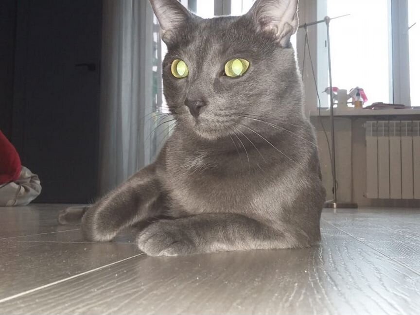 Кот в добрые руки