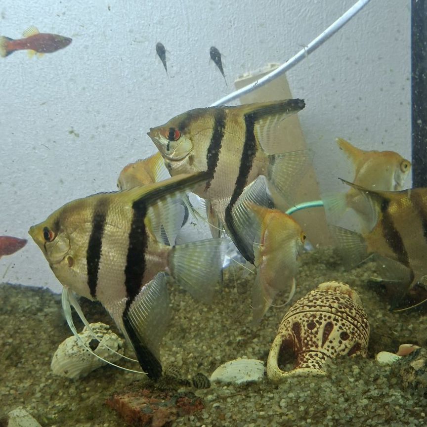 Аквариумные рыбки